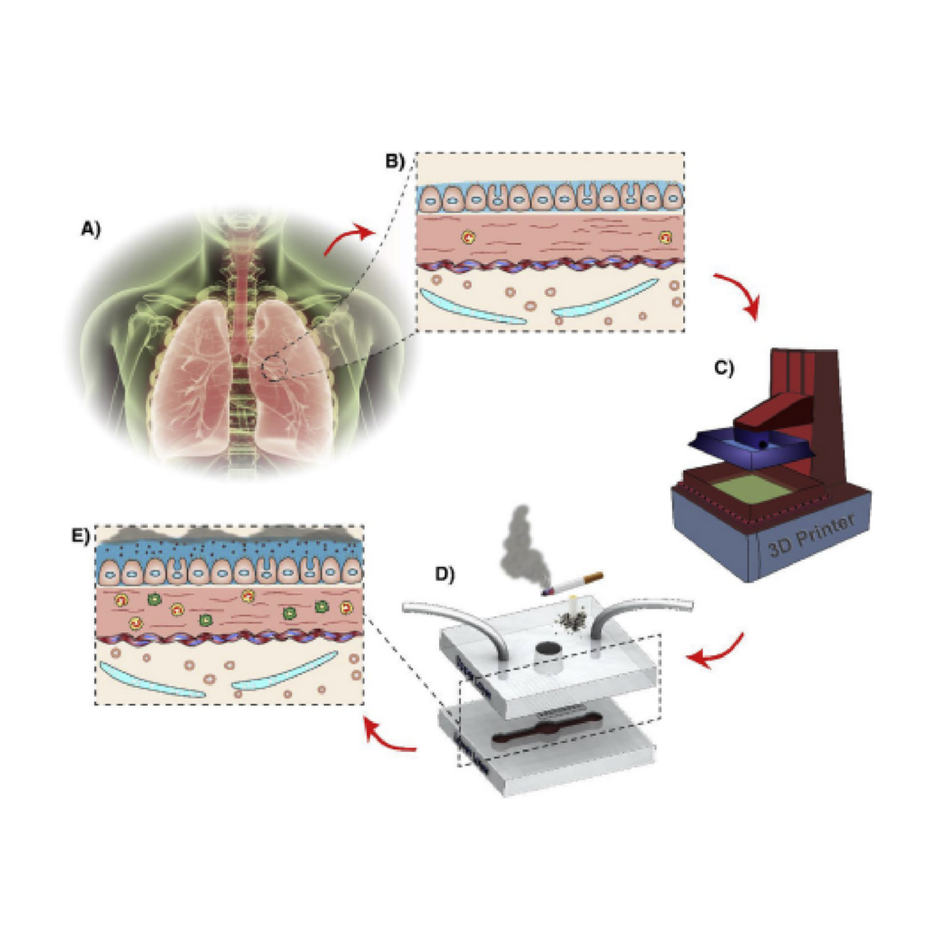 A rapidly prototyped lung-on-a-chip model using 3D-printed molds ...