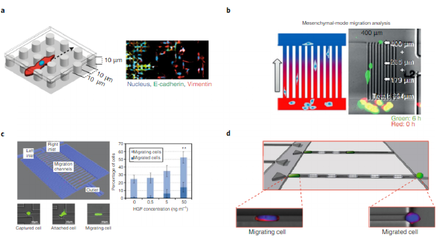 Profiling circulating tumour cells and other biomarkers of invasive ...