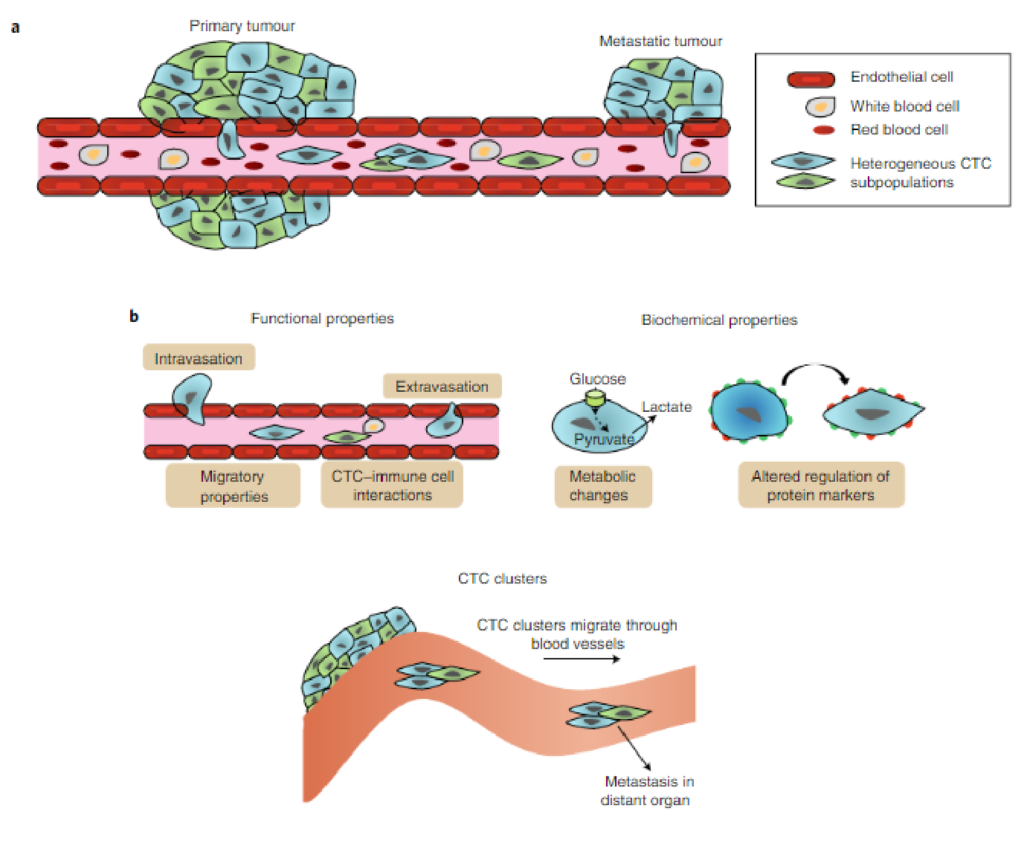 Profiling circulating tumour cells and other biomarkers of invasive ...