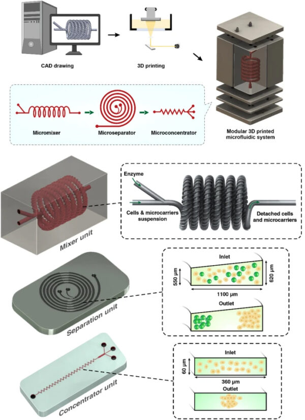 A modular 3D printed microfluidic system a potential solution for continuous cell harvesting in ...