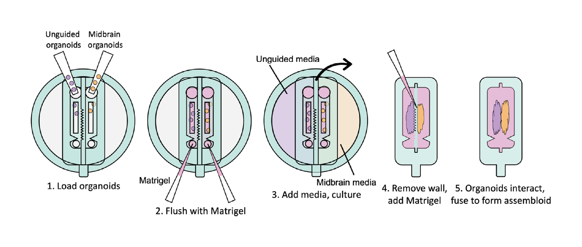 Microfabricated dynamic brain organoid cocultures to assess the effects ...