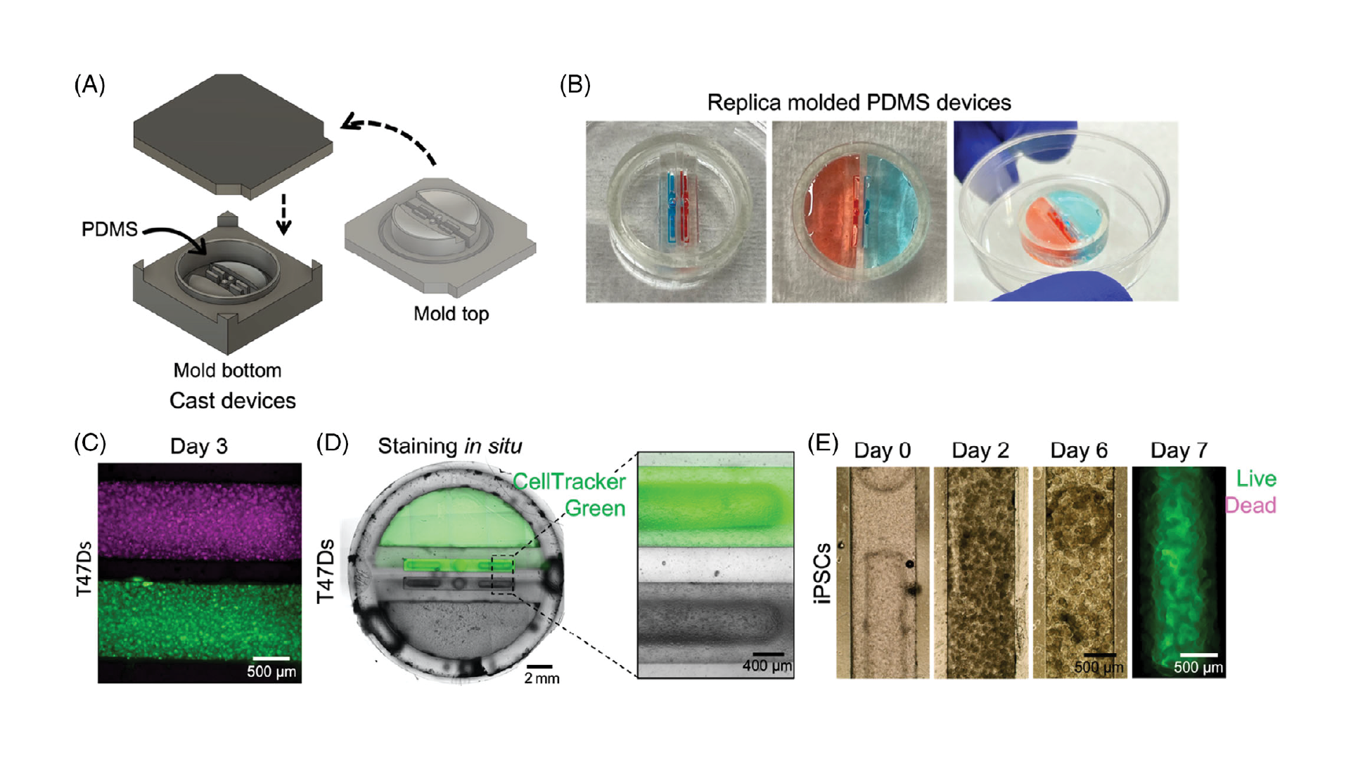 Microfabricated dynamic brain organoid cocultures to assess the effects ...