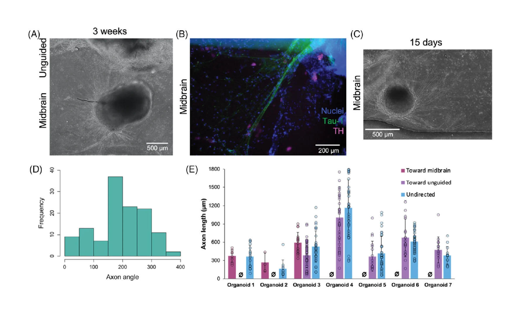 Microfabricated dynamic brain organoid cocultures to assess the effects ...