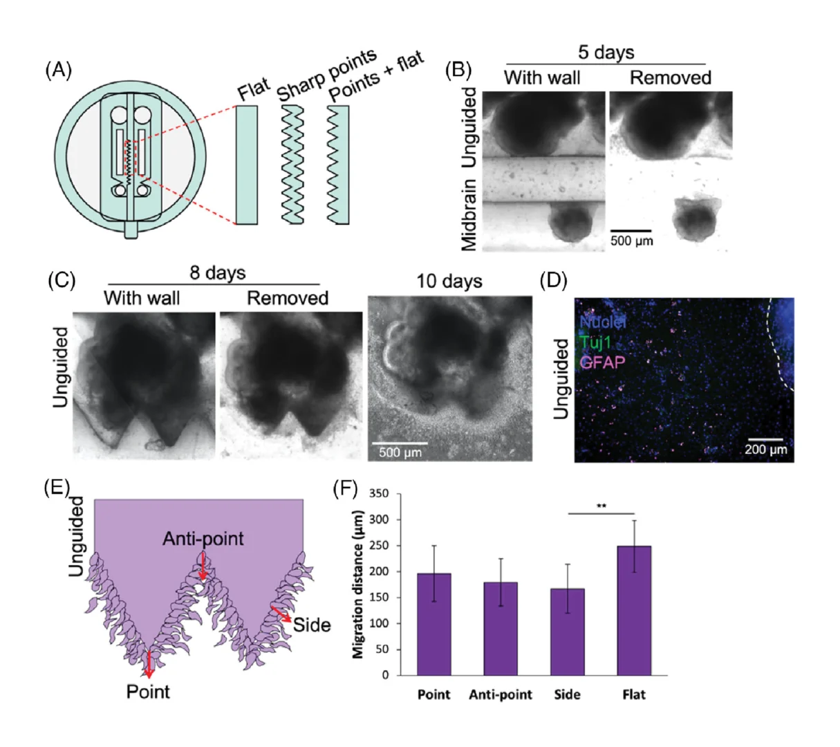 Microfabricated dynamic brain organoid cocultures to assess the effects ...