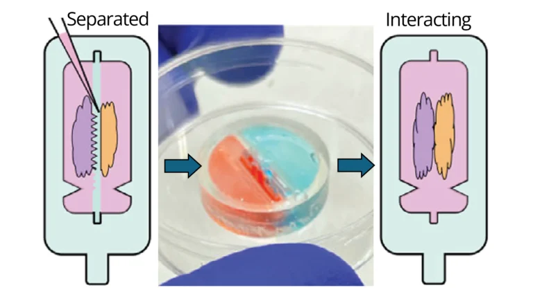 Microfabricated dynamic brain organoid cocultures to assess the effects ...